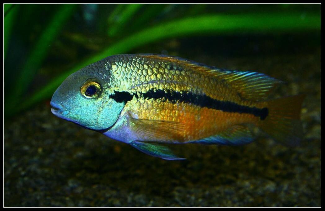 Nicaraguan Parrot Cichlid 5cm
