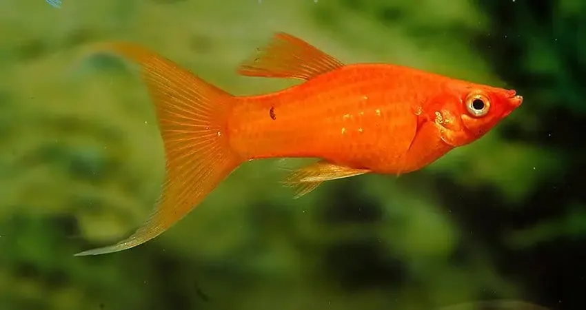 Glowlight Red Lyretail Molly