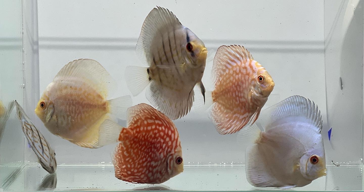 Assorted Discus