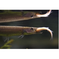 Rocket Gar Juvenile