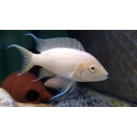 Albino Princess Cichlid