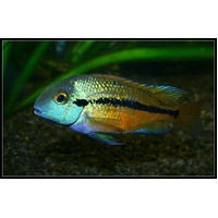 Nicaraguan Parrot Cichlid 5cm
