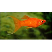 Glowlight Red Lyretail Molly